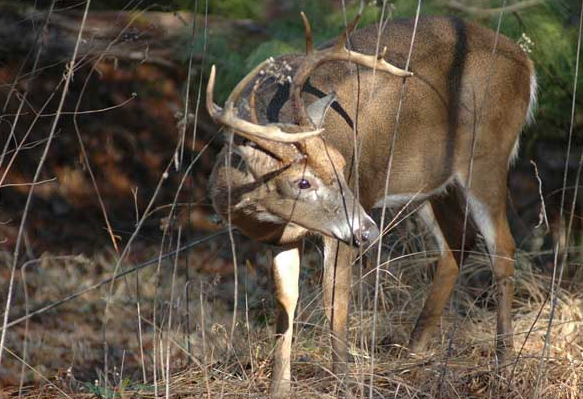 The truth about Florida’s deer rut - ECB Publishing, Inc.