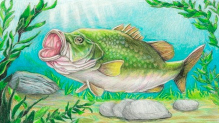 Last call for Florida Fish Art Contest entries! – ECB Publishing, Inc.