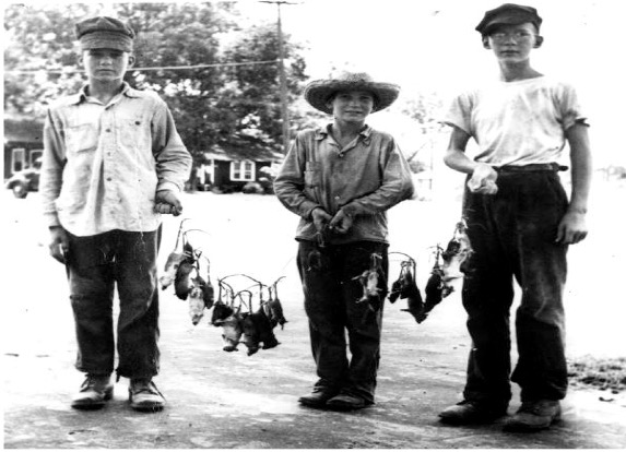 Squirrels, rats, and alligators: A glance at pets of the past - ECB ...