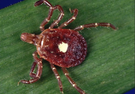Lone star tick bites cause severe symptoms – ECB Publishing, Inc.