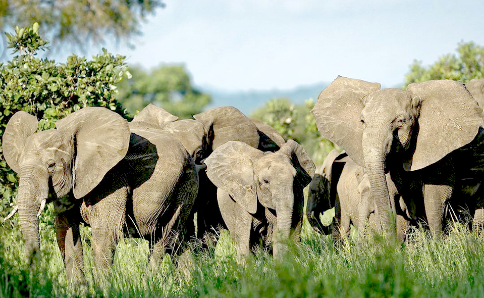 Why do elephants form a circle? – ECB Publishing, Inc.