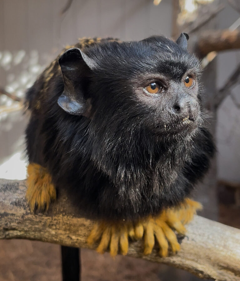 Golden-handed tamarins add their sparkle to the Wildlife Center – ECB ...